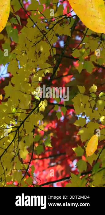 Animation of autumn leaves falling against view of trees and blue sky ...