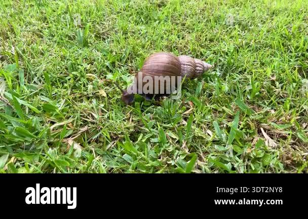 Snail slowly moving on garden Stock Video Footage - Alamy