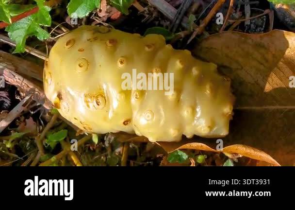 Stinky cheesefruit great morinda Indian mulberry noni beach mulberry ...