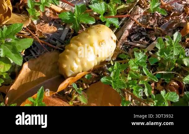 Stinky cheesefruit great morinda Indian mulberry noni beach mulberry ...