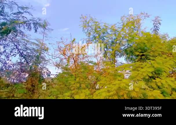 Tropical jungle rainforest palm trees plants tree tops clouds and blue ...