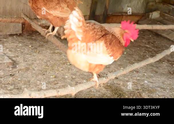 A closeup of a brown layer hen walking on a wooden crossbar roos in an ...