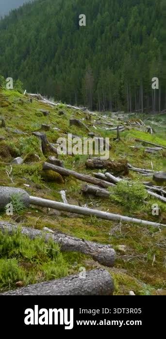 Mountain deforestation with fallen logs on cleared forest slope, Clear ...