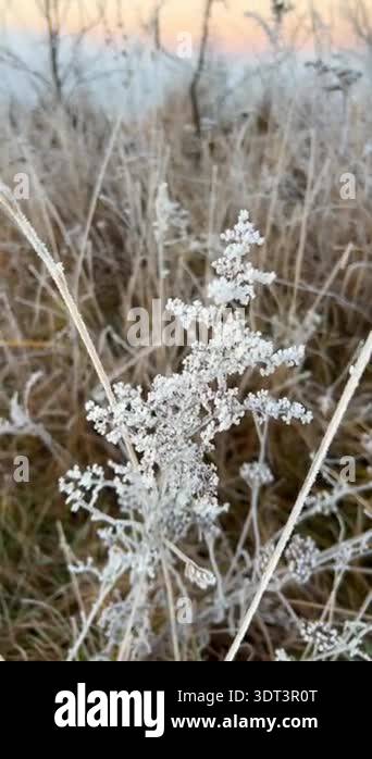 Frosty grass in snowy forest, cold weather in sunny morning. Tranquil ...