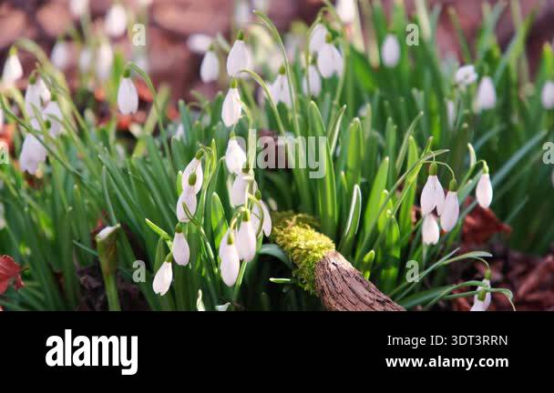 White Snowdrop Cluster In Woodland, Soft Morning Light On Drooping ...