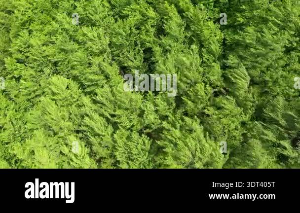 Mesmerizing aerial view of trees forest canopy blowing in the wind ...