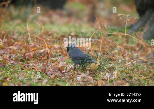 Eurasian jackdaw hunting aggressively for insects in wild meadow. Black ...