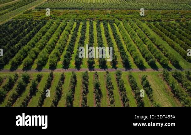 Aerial view of large apple orchard with parallel tree rows, green grass ...