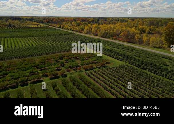 Aerial view of apple orchard with long tree rows beside rural road ...