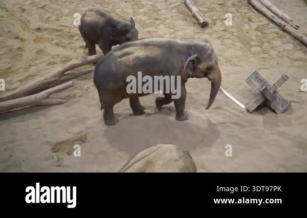 Mother and baby elephants walking on sandy ground Stock Video Footage ...