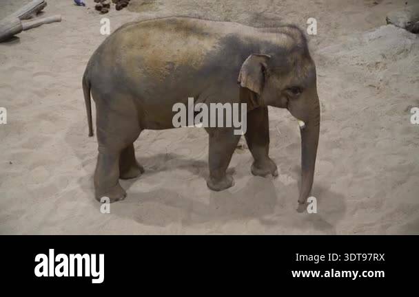 Sad african elephant standing on Stock Videos & Footage - HD and 4K ...