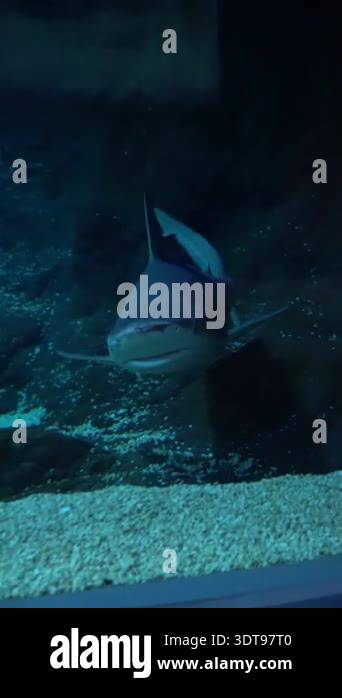 Small shark swimming in aquarium tank Stock Video Footage - Alamy