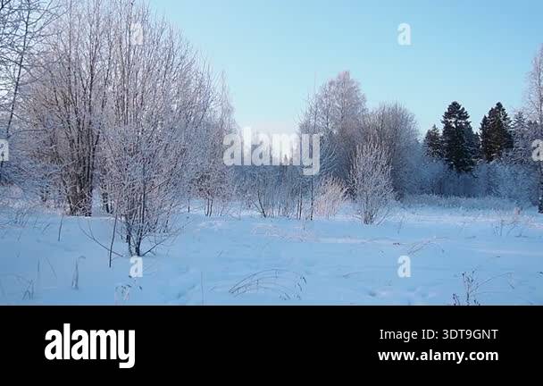 Winter snowy natural landscape. Karelia, suburbs or park. Snowdrifts ...