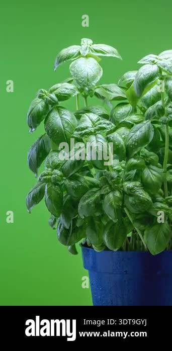 Vertical close-up timelapse of fresh basil herbs growing in a blue ...