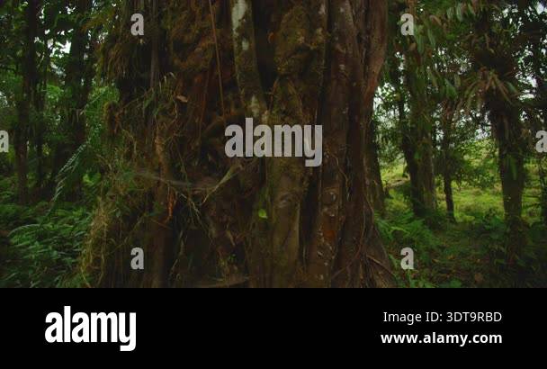 Massive rainforest tree trunk covered in moss and vines in Costa Rica ...