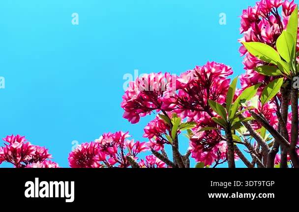 Close-up video of vibrant pink plumeria blossoms blooming against a ...