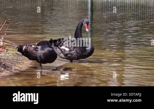 The Black Swan, Cygnus atratus is a large waterbird, a species of swan ...