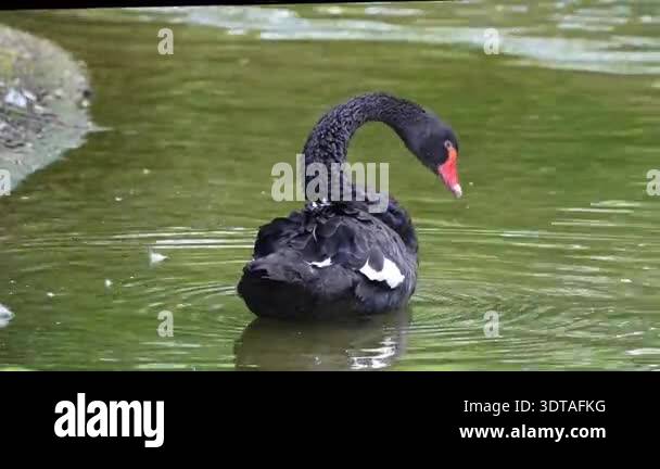 The Black Swan, Cygnus atratus is a large waterbird, a species of swan ...