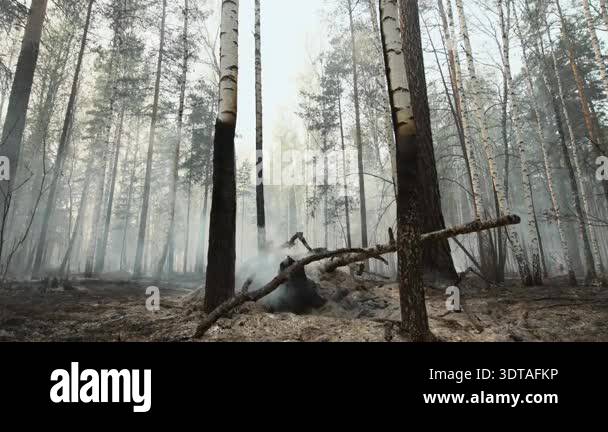 Smoldering Fallen Log In Burnt Birch Forest With Drifting Smoke And ...