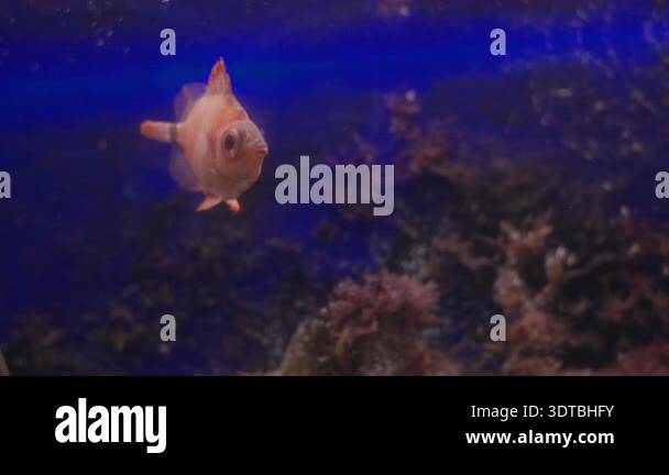 Single capros aper, also known as boarfish, swimming in a deep blue ...