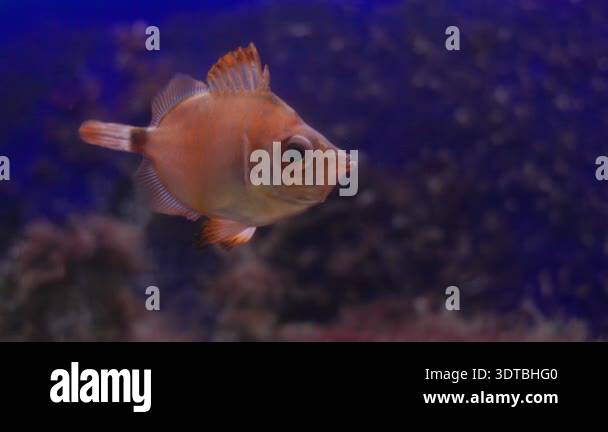 Solitary boarfish with big eyes swimming in a dark blue aquarium with a ...