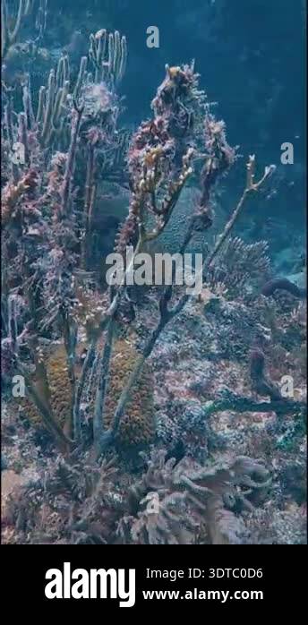 Portrait video of colourful soft corals in Key Largo, Florida, USA ...