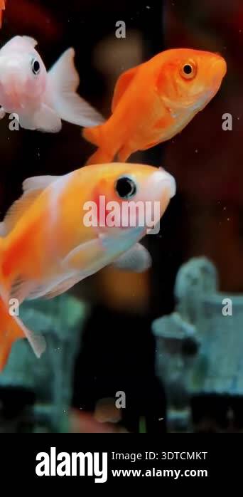 Bright orange goldfish swimming in a clear home aquarium. Vertical ...