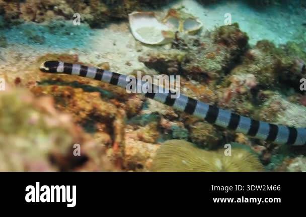 Banded sea snake swims along coral close up shot underwater at Similan ...
