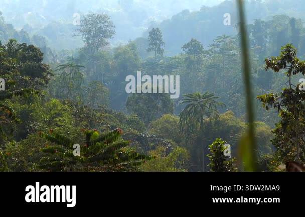 Wide view of a lush tropical rainforest covered in soft morning mist ...