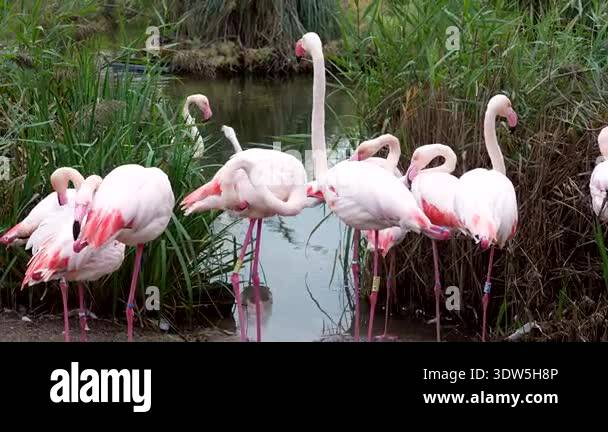 Graceful flock of greater flamingos engaging in a synchronized ...