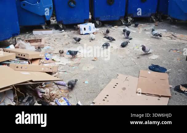 Split, Croatia - November 10, 2025: Pigeons feeding on scattered waste ...
