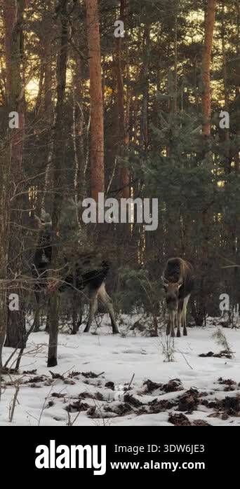 Female wild moose and her baby calf eat pine tree needles in a snow ...