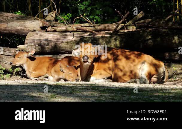 Banteng, Bos javanicus or Red Bull. It is a type of wild cattle But ...