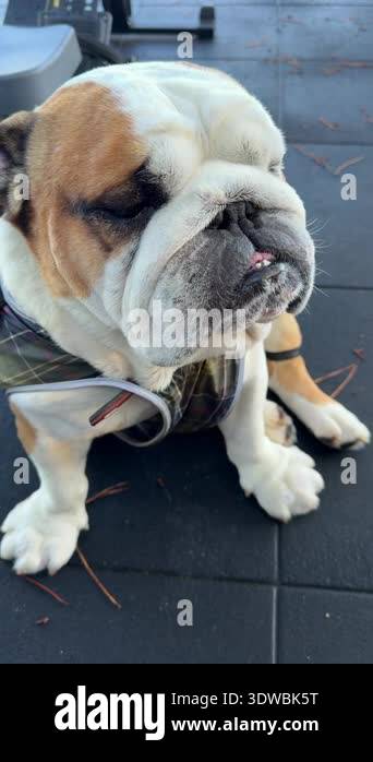 Regal bulldog side profile by rower, alert gaze over green field ...