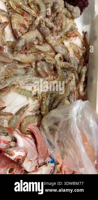 Fishmonger hands sorting fresh prawns on crushed ice, closeup of vendor ...