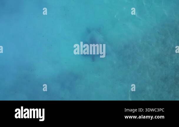 close-up drohn Sea turtle swimming calmly in water over a sandy and ...
