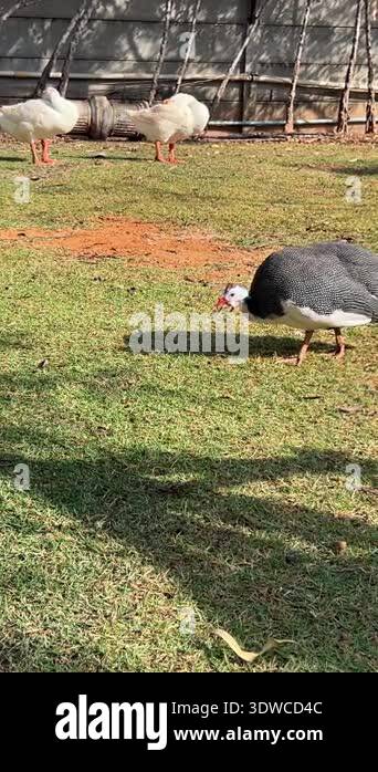 Guinea Fowl Foraging on Green Grass with White Goose in Background ...
