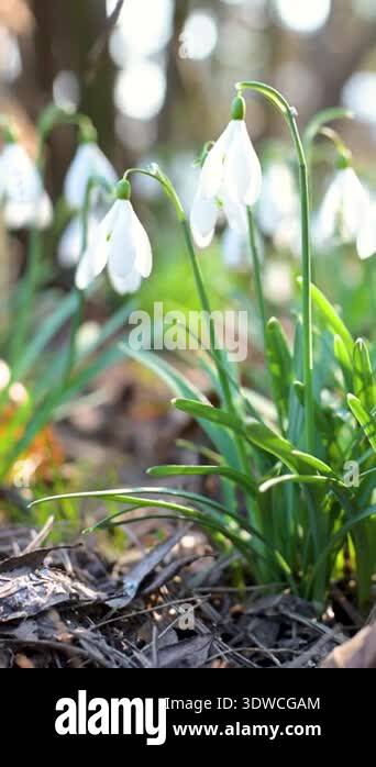 Spring snowdrop flowers blossoming outdoors. First flowers of spring ...