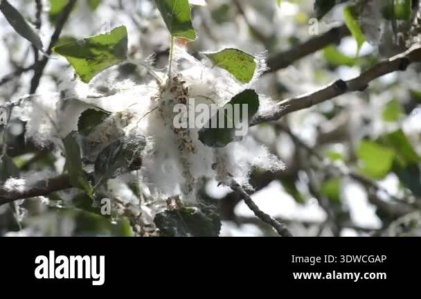 Poplar blossom. Poplar fluff down. Fluffy white poplar flowers on a ...