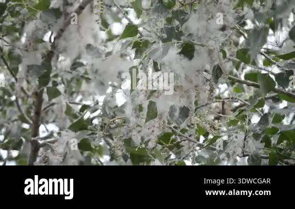 Poplar blossom. Poplar fluff down. Fluffy white poplar flowers on a ...