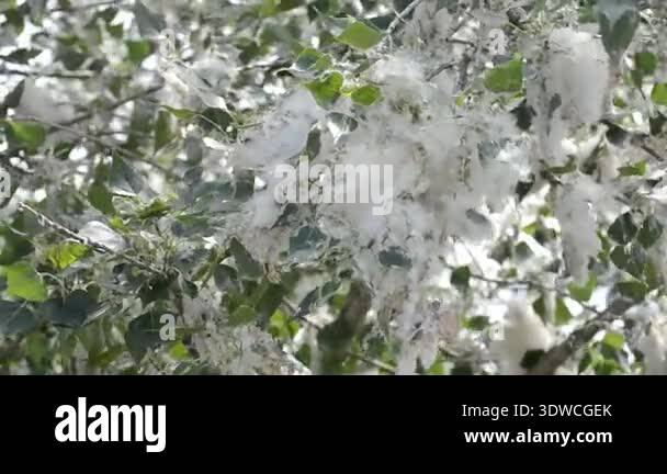 Poplar blossom. Poplar fluff down. Fluffy white poplar flowers on a ...