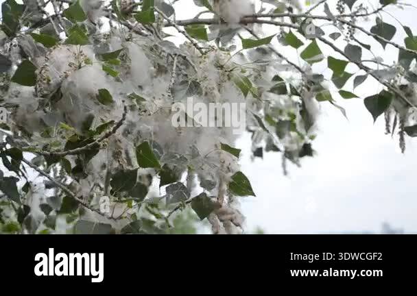Poplar blossom. Poplar fluff down. Large inflorescences of white fluff ...