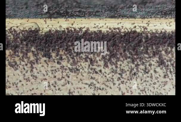 snow fleas springtails, Collembola crawling. Seasonal activity of soil ...
