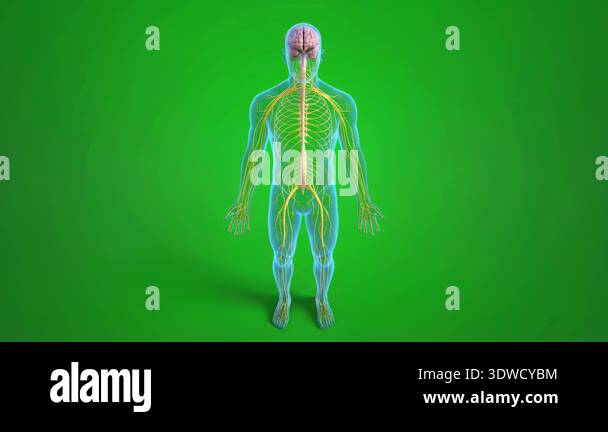 A detailed 3D animation showcasing the intricate anatomy of the human ...