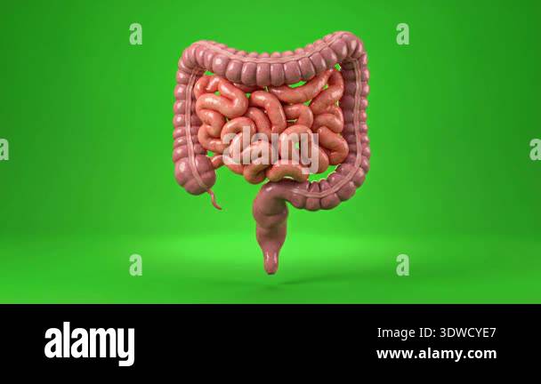 A detailed 3D animation of the human intestines, including both the ...