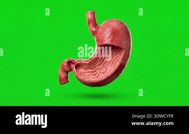 A detailed 3D animation of the human stomach, showcasing its internal ...
