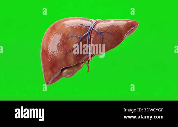 A detailed 3D rendering of a human liver organ, isolated on a vibrant ...