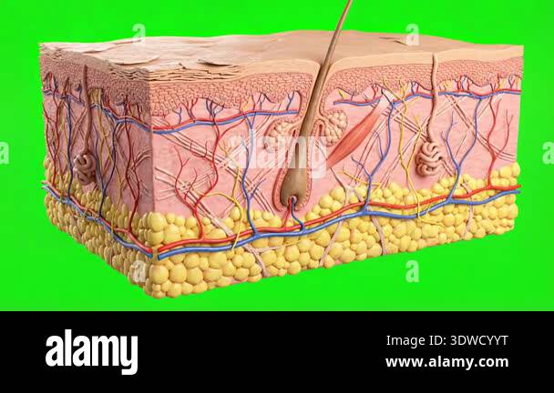 A comprehensive 3D animation showcasing the intricate layers of human ...