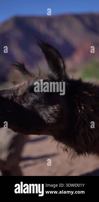 Portrait alpaca long neck Stock Videos & Footage - HD and 4K Video ...