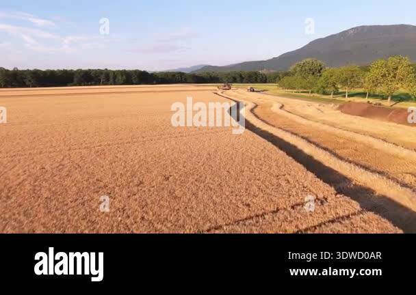 Aerial view of a combine harvester reaping a wheat field in a beautiful ...
